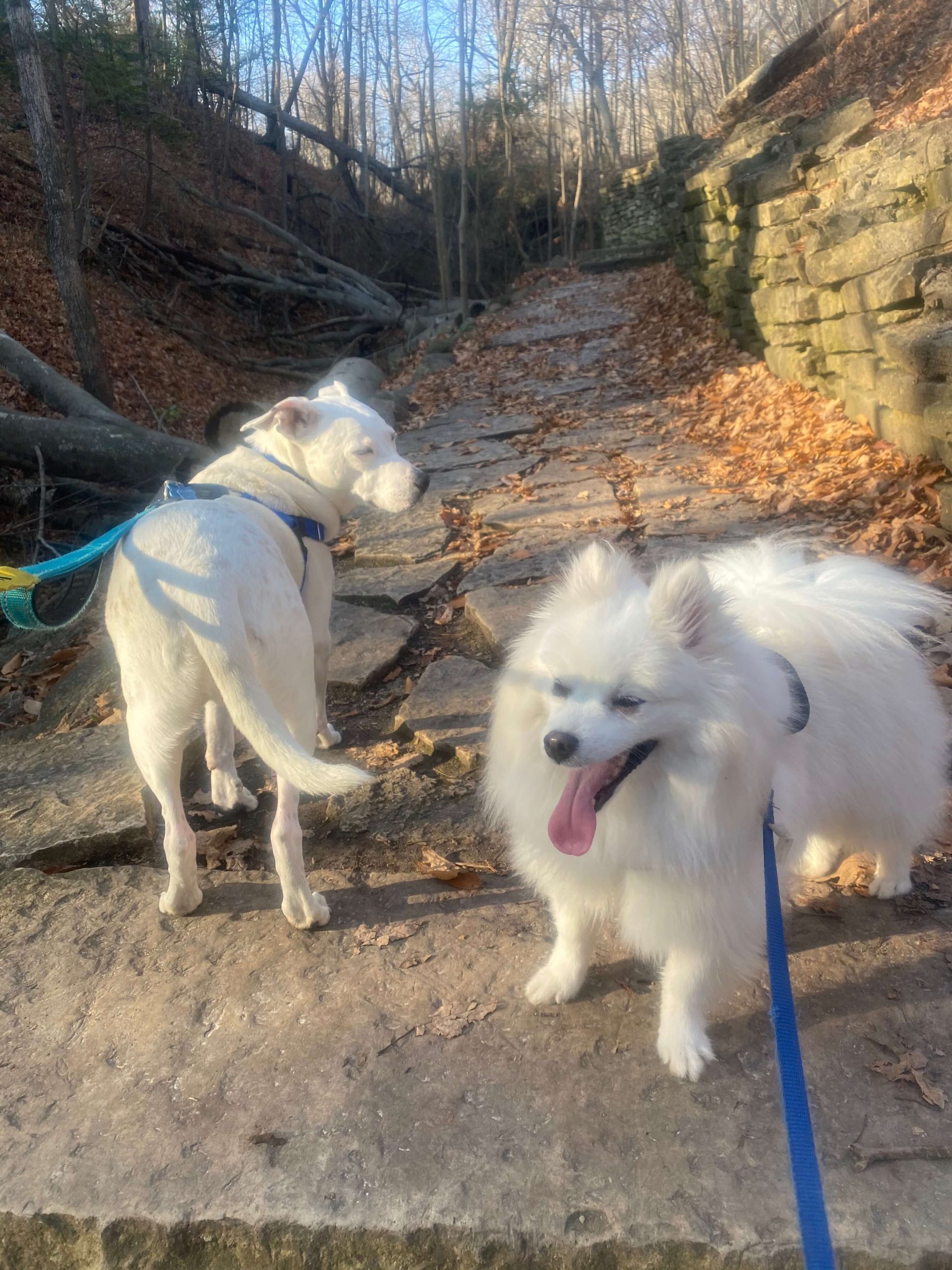 7 Benefits of Urban Adventure Decompression Walks and Why Every Dog in ...