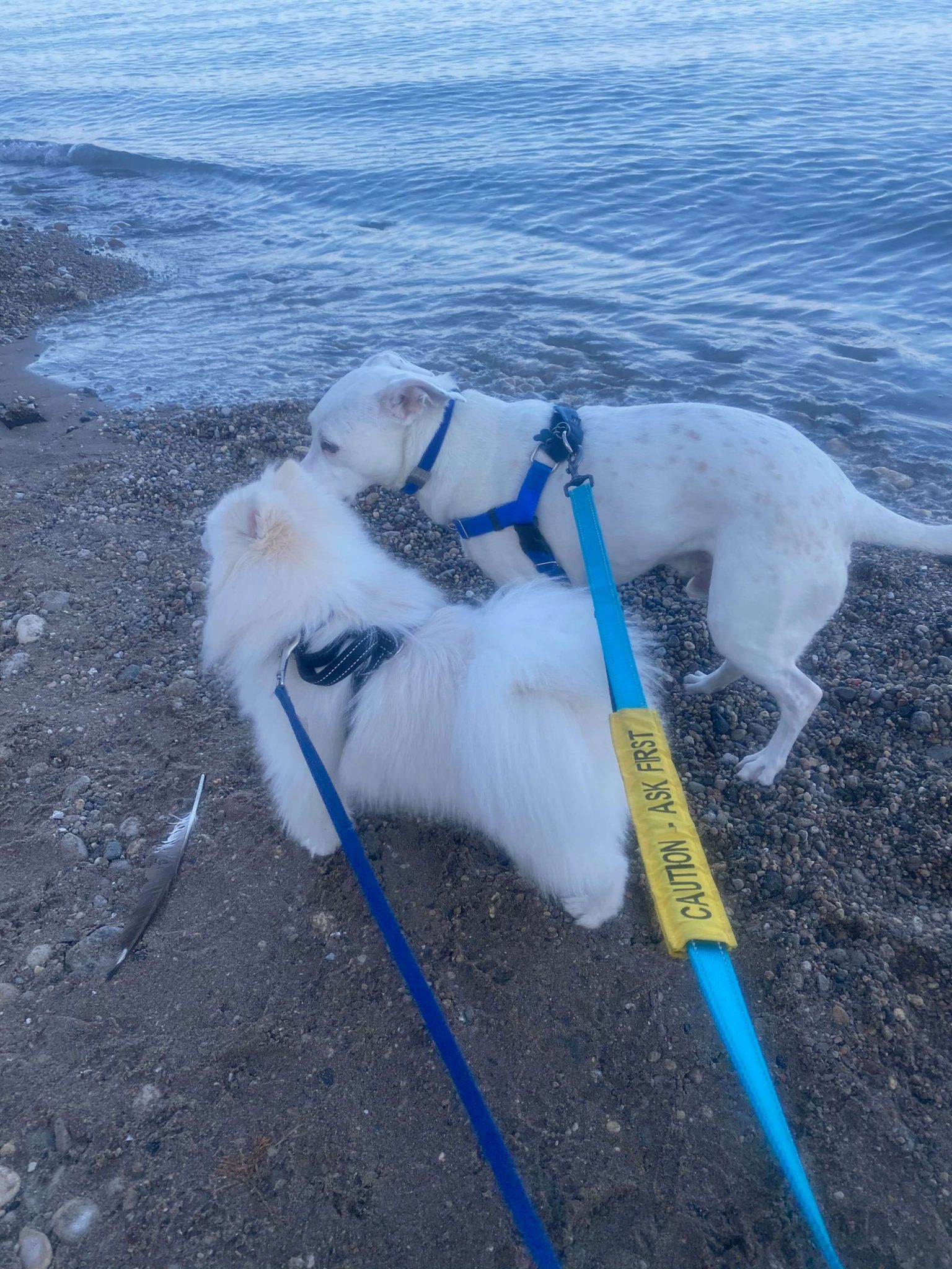 7 Benefits of Urban Adventure Decompression Walks and Why Every Dog in ...