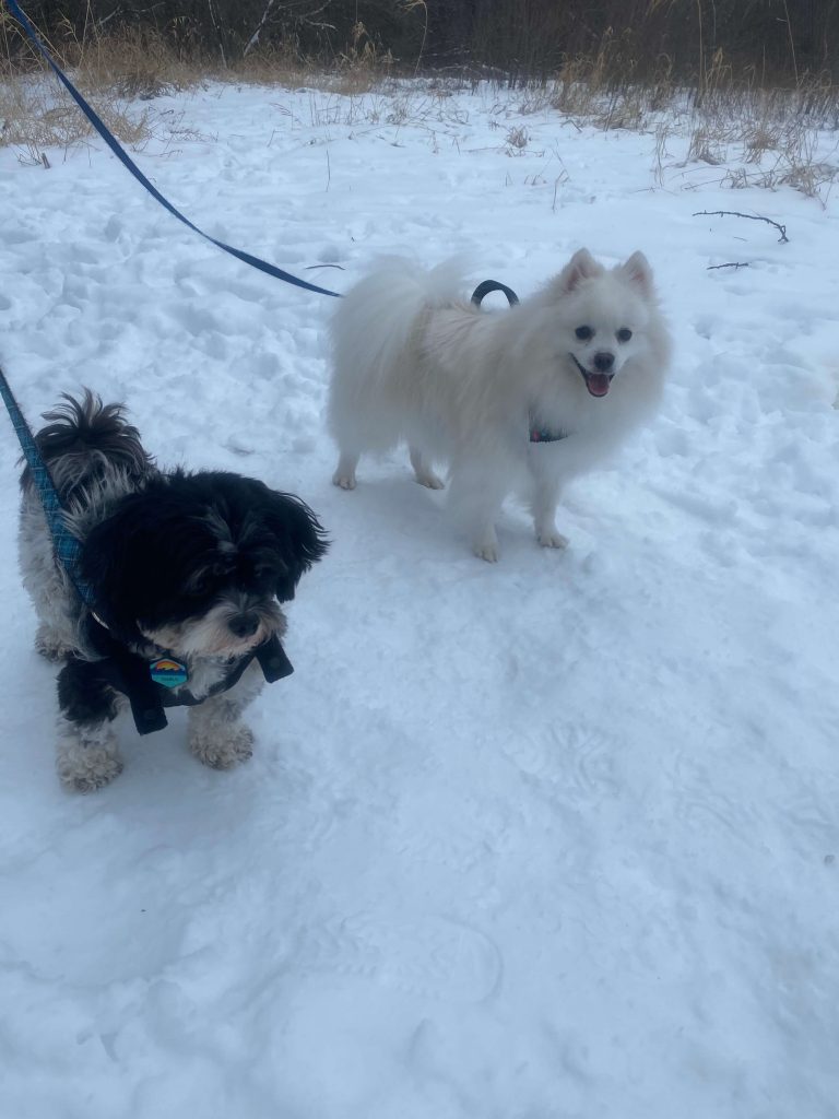 7 Benefits of Urban Adventure Decompression Walks and Why Every Dog in ...