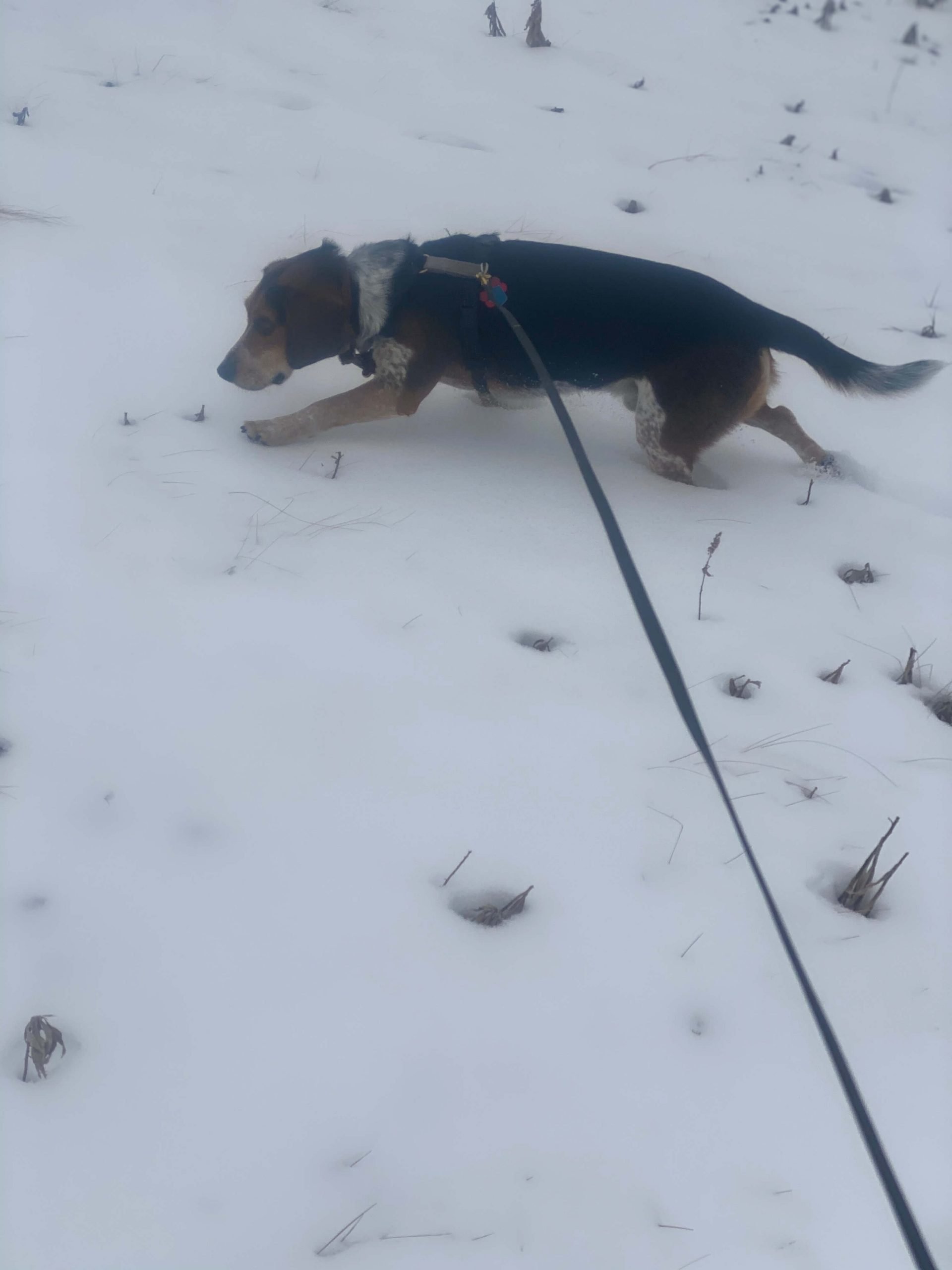 7 Benefits of Urban Adventure Decompression Walks and Why Every Dog in ...