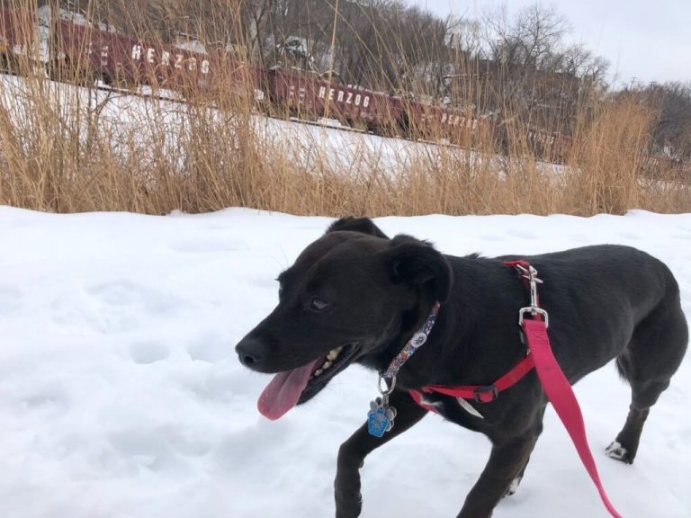 7 Benefits of Urban Adventure Decompression Walks and Why Every Dog in ...