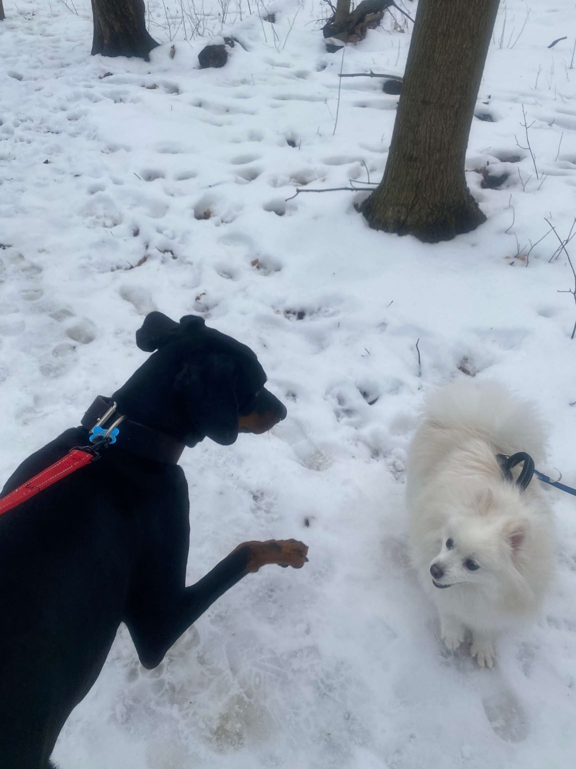 7 Benefits of Urban Adventure Decompression Walks and Why Every Dog in ...