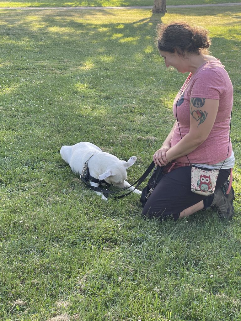 5 Dog Walking Tips for a Better Dog Walk - Milwaukee Paws Pet Care
